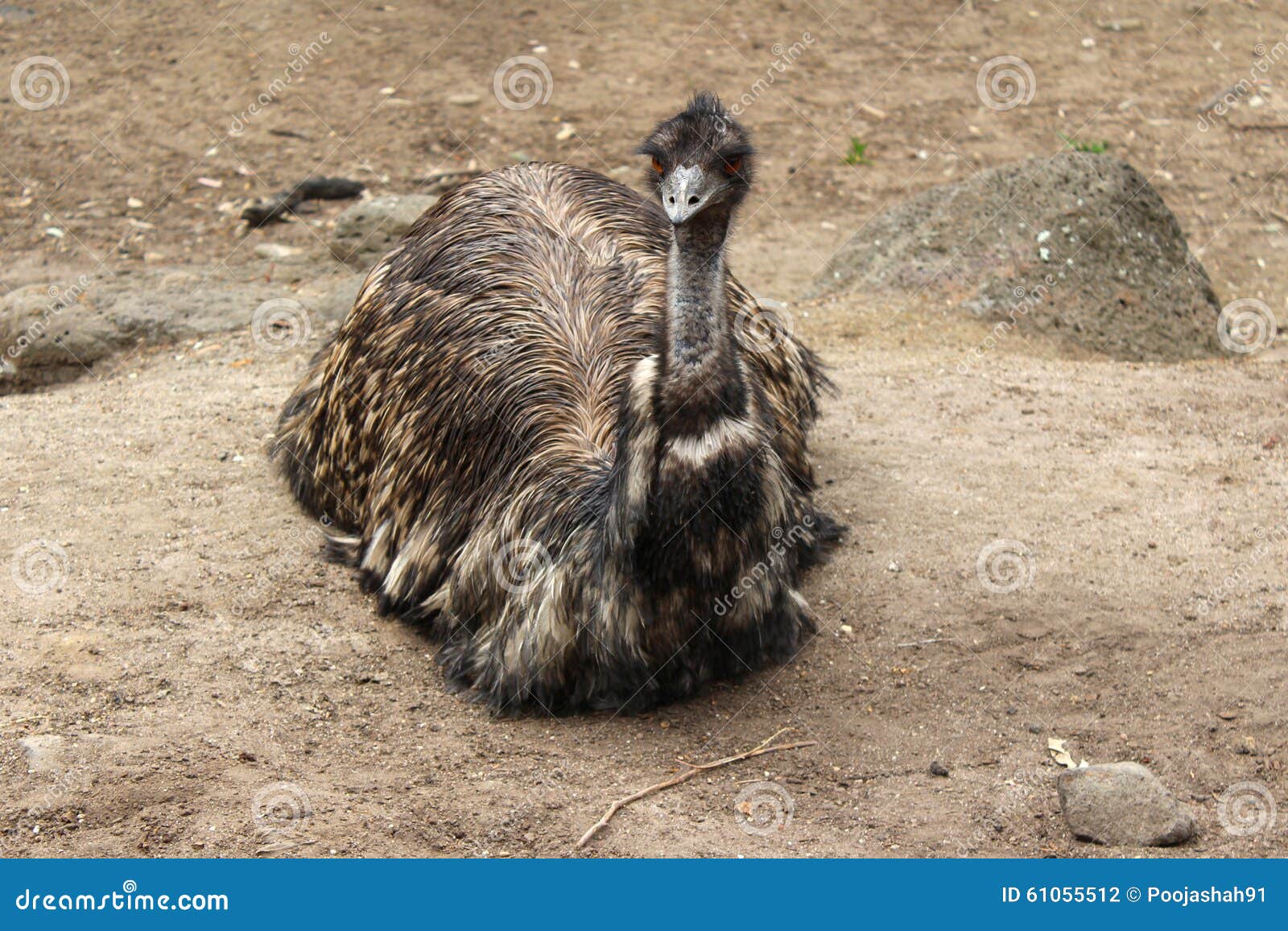 Sitting Emu stock photo. Image of eyes, beak, australia - 61055512