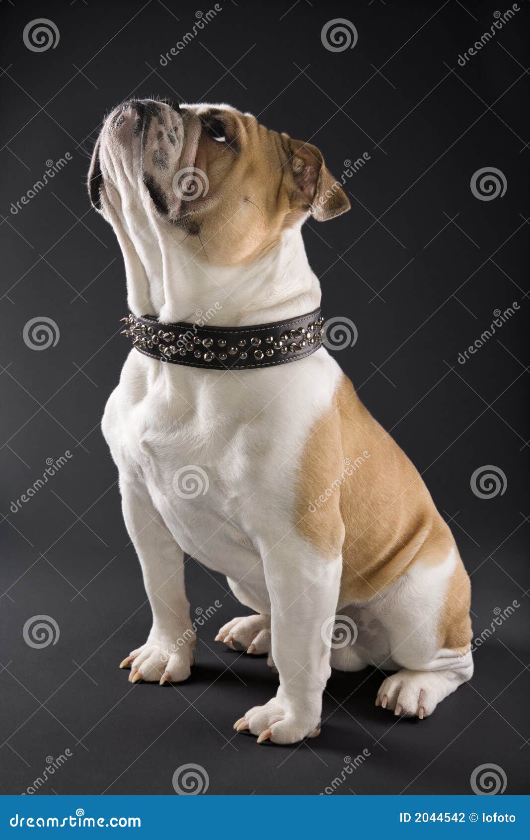Sitting English Bulldog. stock photo. Image of begging - 2044542