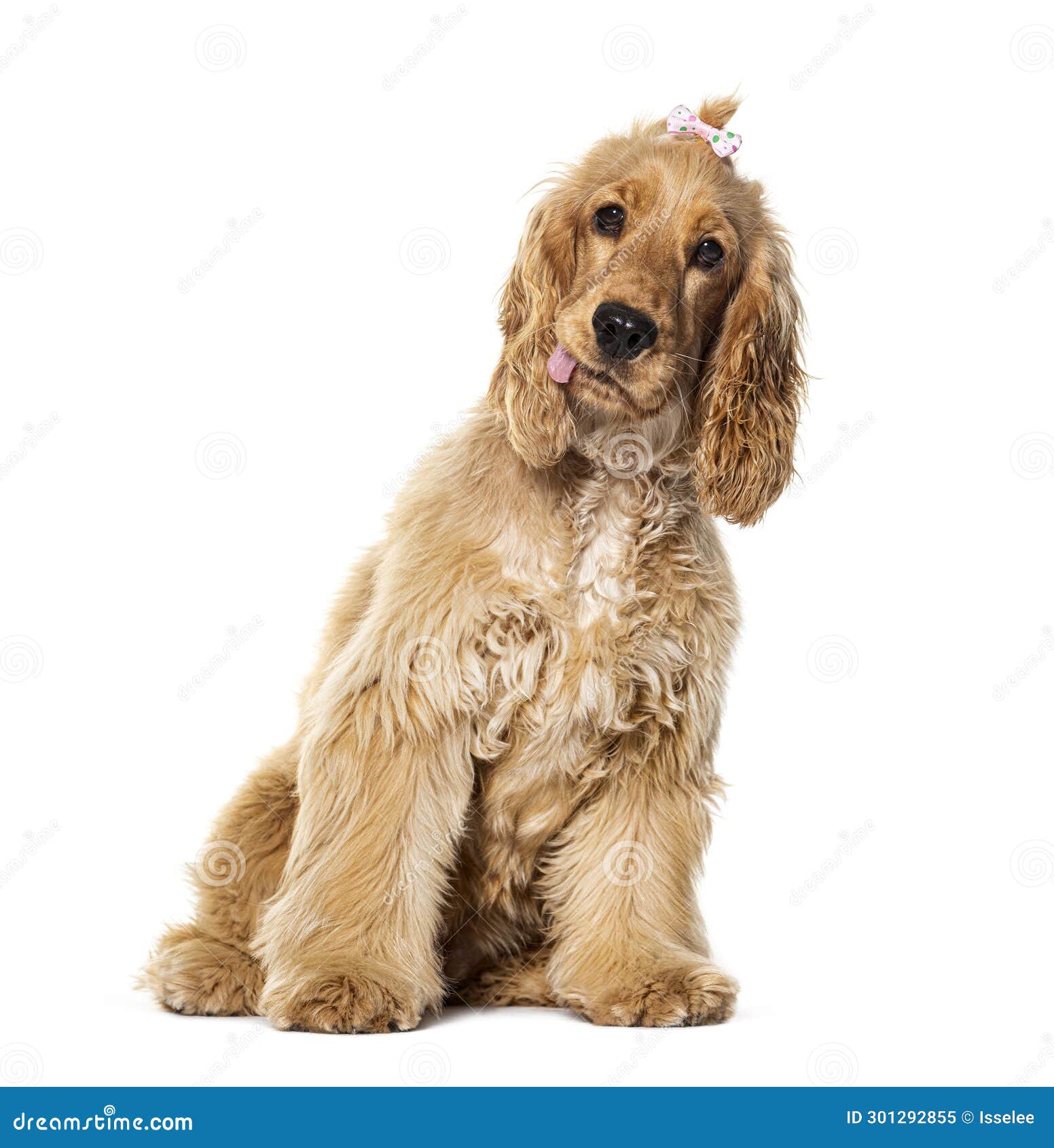 Sitting English Cocker Spaniel Looking at the Camera, Isolated on White ...