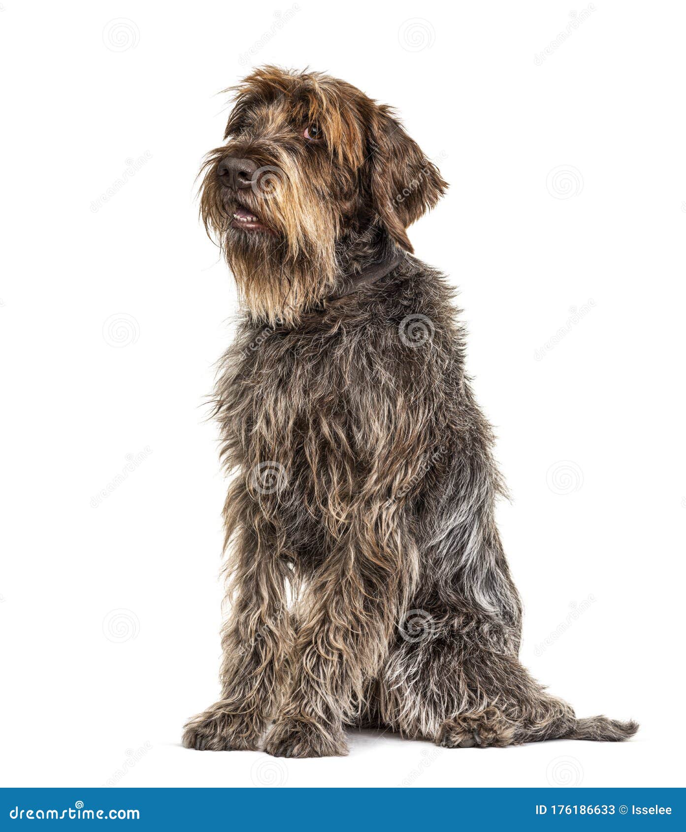 Sitting Expressive Korthals Griffon Dog, Isolated Stock Image - Image ...