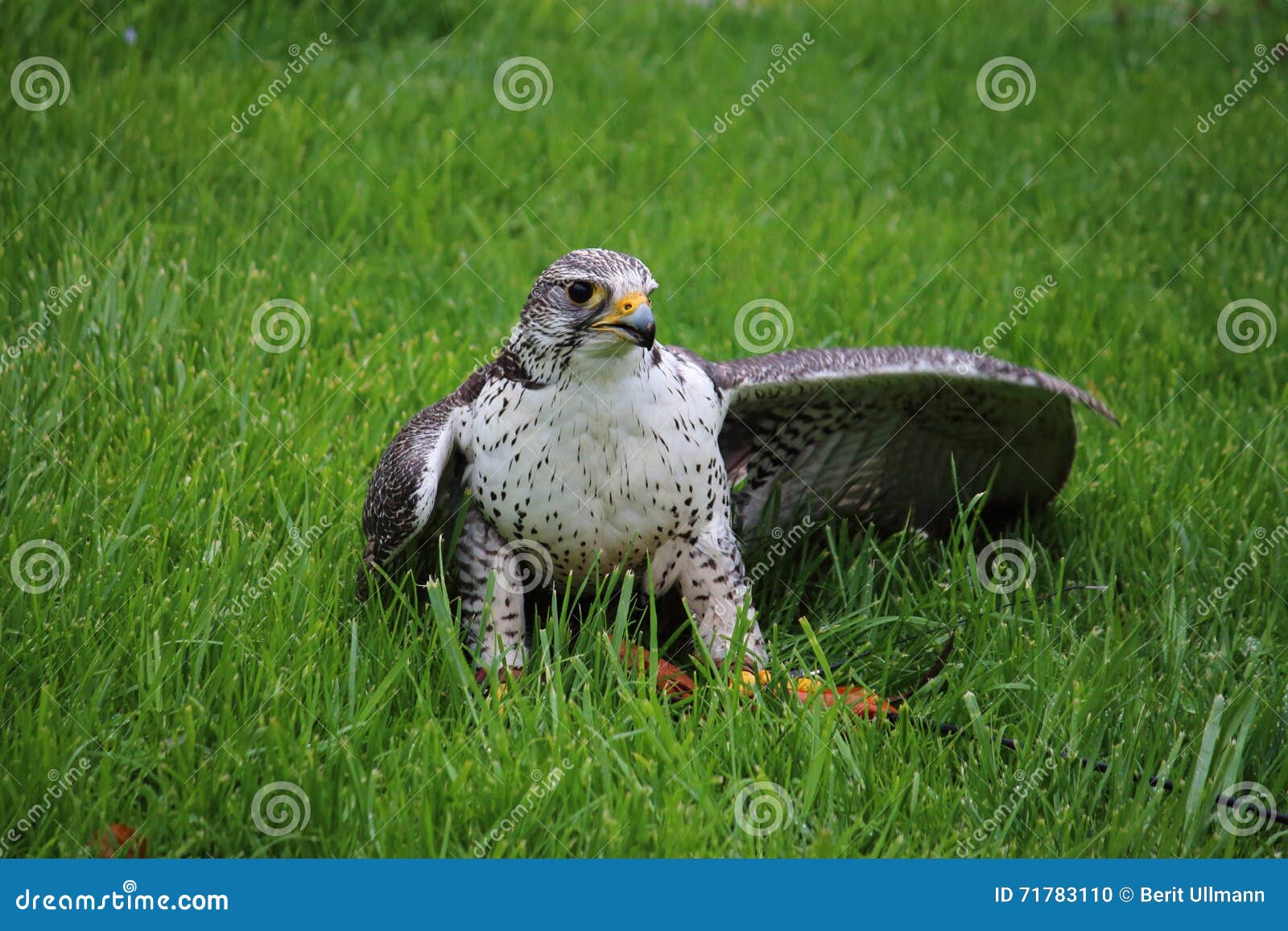 Sitting falcon stock photo. Image of green, falcon, wings - 71783110