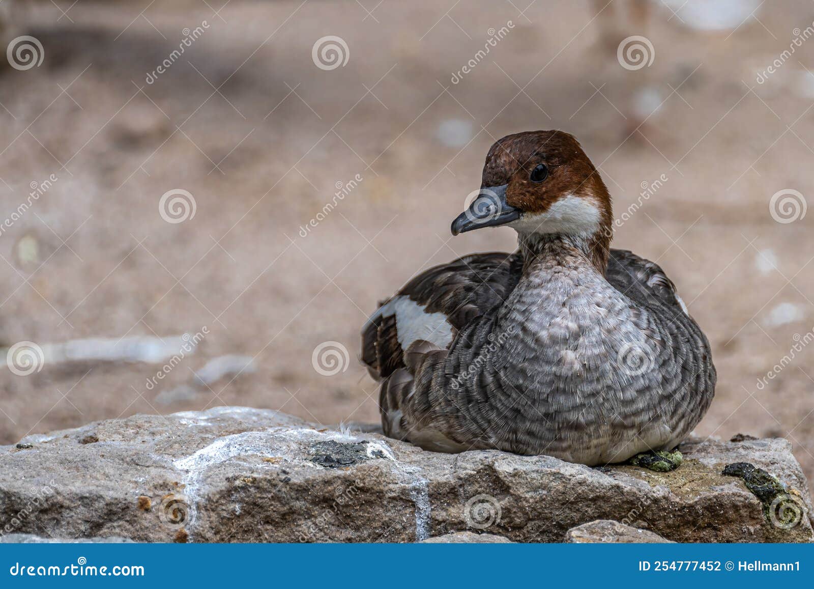 Sitting Female Smew stock photo. Image of silver, duck - 254777452