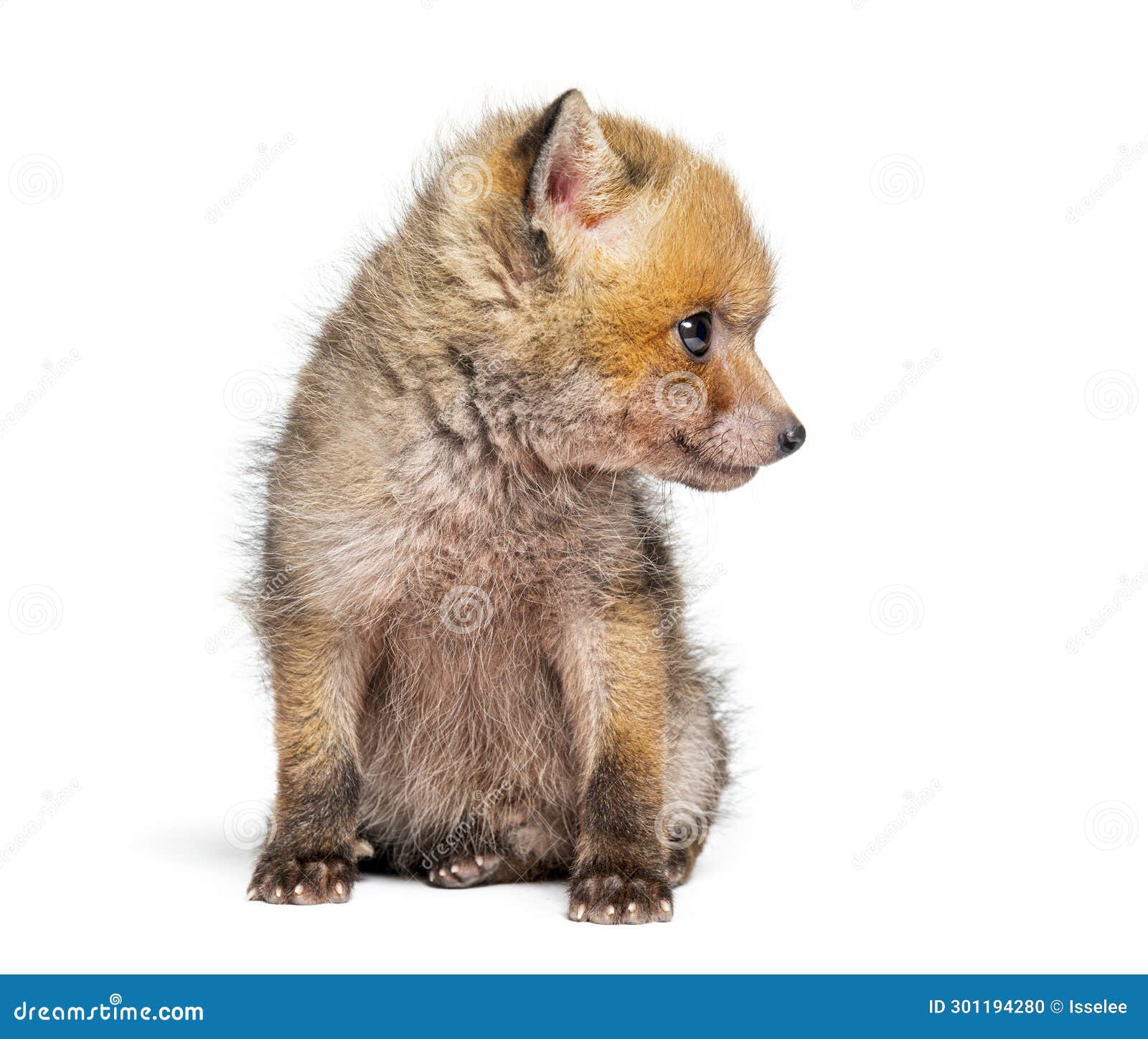 Sitting Five Weeks Old Red Fox Cub Looking Away, Isolated on White ...
