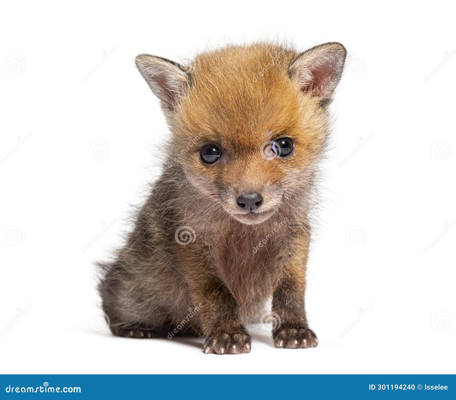 Sitting Five Weeks Old Red Fox Cub Looking at the Camera, Isolated on ...