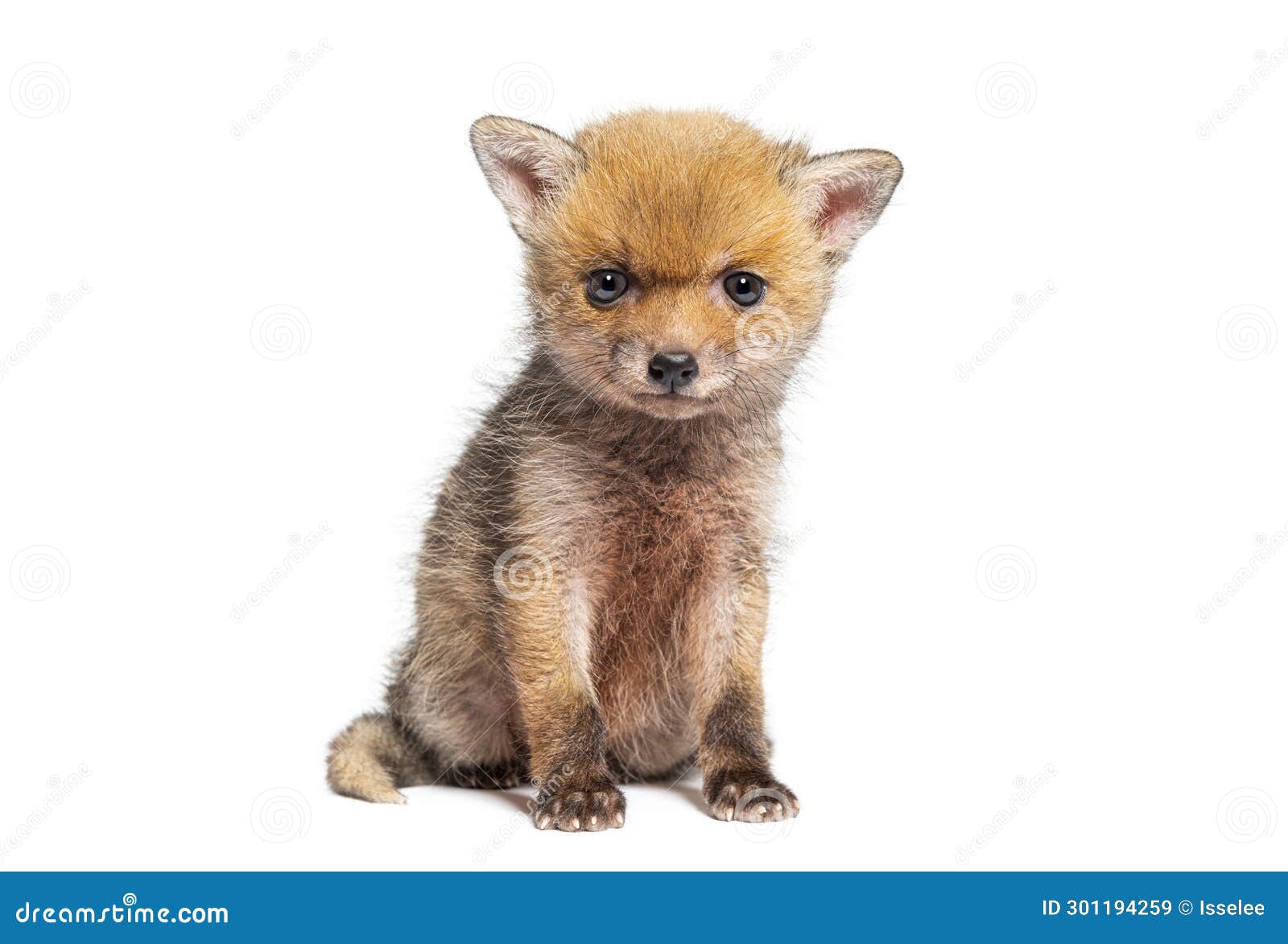 Sitting Five Weeks Old Red Fox Cub Looking at the Camera, Isolated on ...