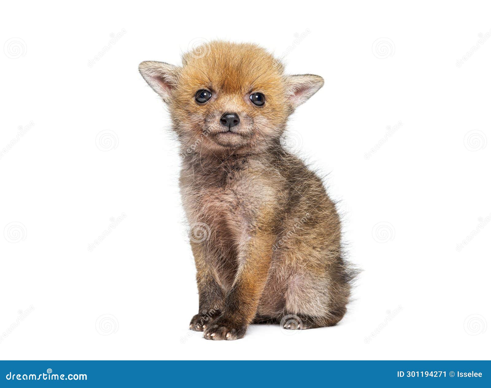Sitting Five Weeks Old Red Fox Cub Looking at the Camera, Isolated on ...