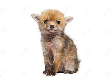Sitting Five Weeks Old Red Fox Cub Looking at the Camera, Isolated on ...