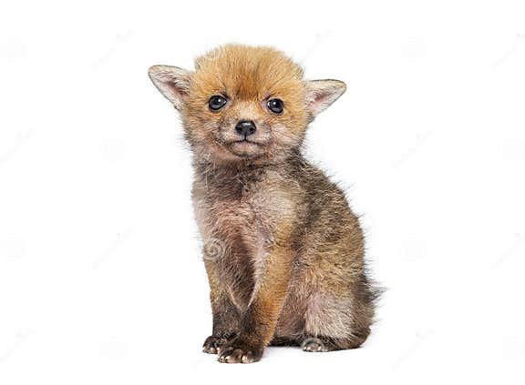 Sitting Five Weeks Old Red Fox Cub Looking at the Camera, Isolated on ...