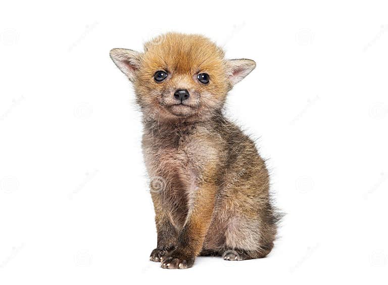 Sitting Five Weeks Old Red Fox Cub Looking at the Camera, Isolated on ...
