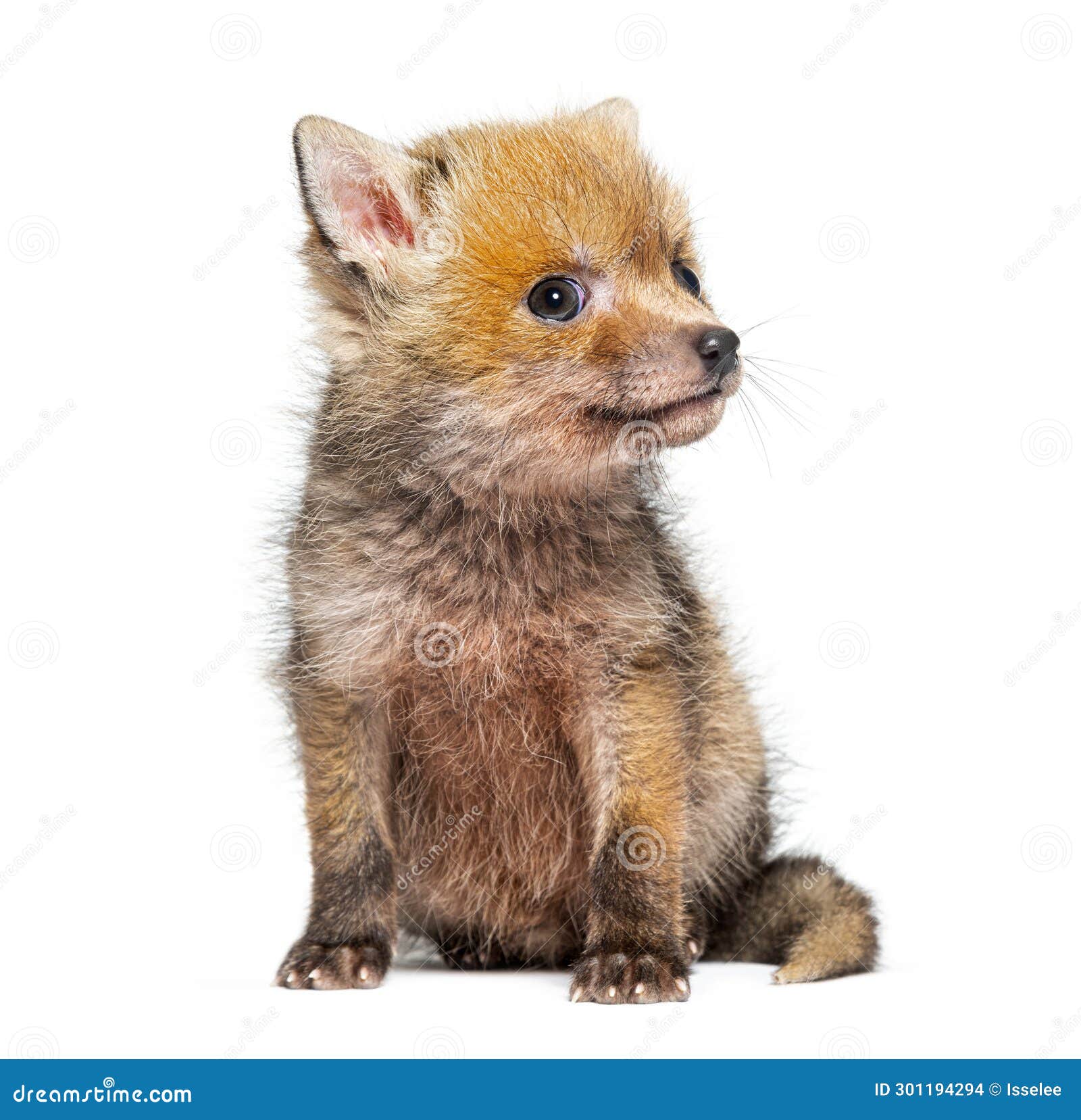 Sitting Five Weeks Old Red Fox Cub Looking Up, Isolated on White Stock ...