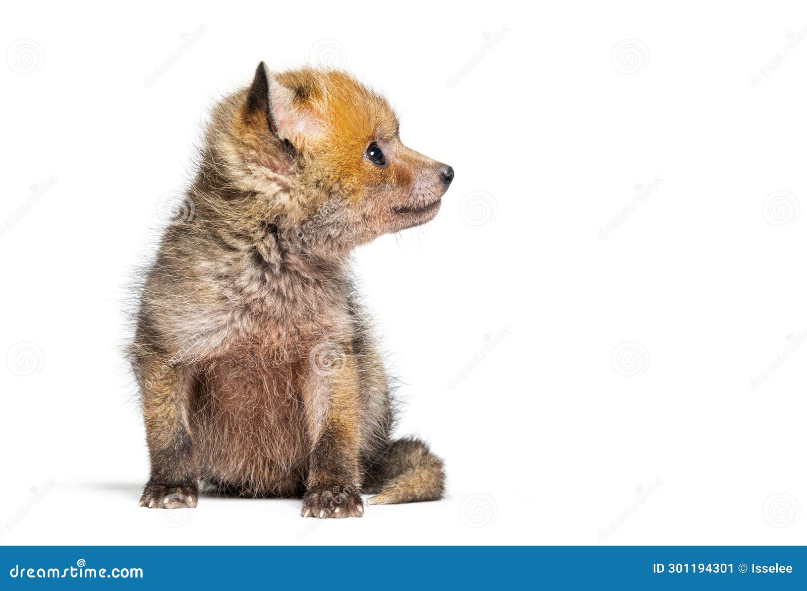 Sitting Five Weeks Old Red Fox Cub Looking Up, Isolated on White Stock ...