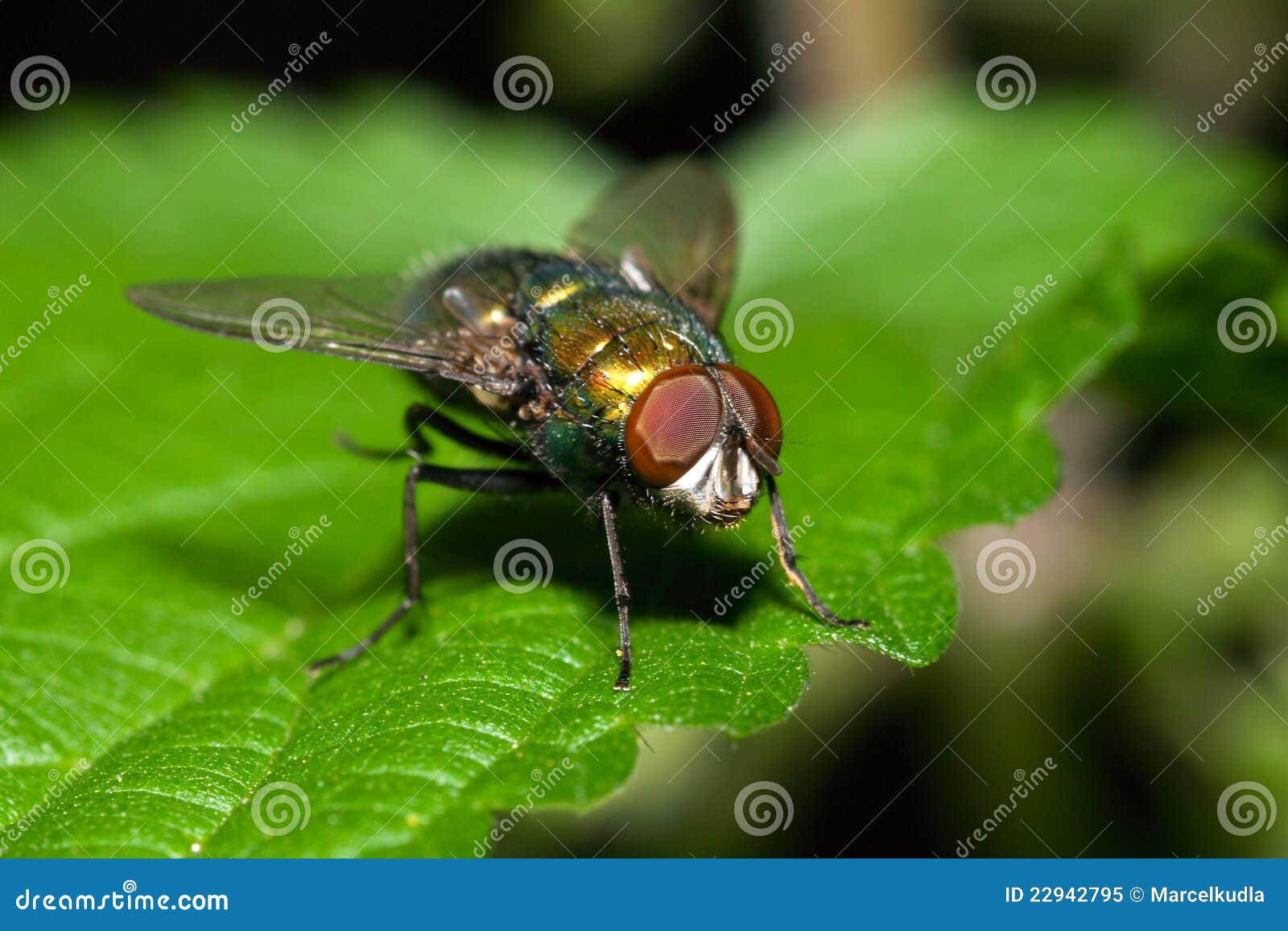 Sitting fly stock image. Image of black, insect, animal - 22942795