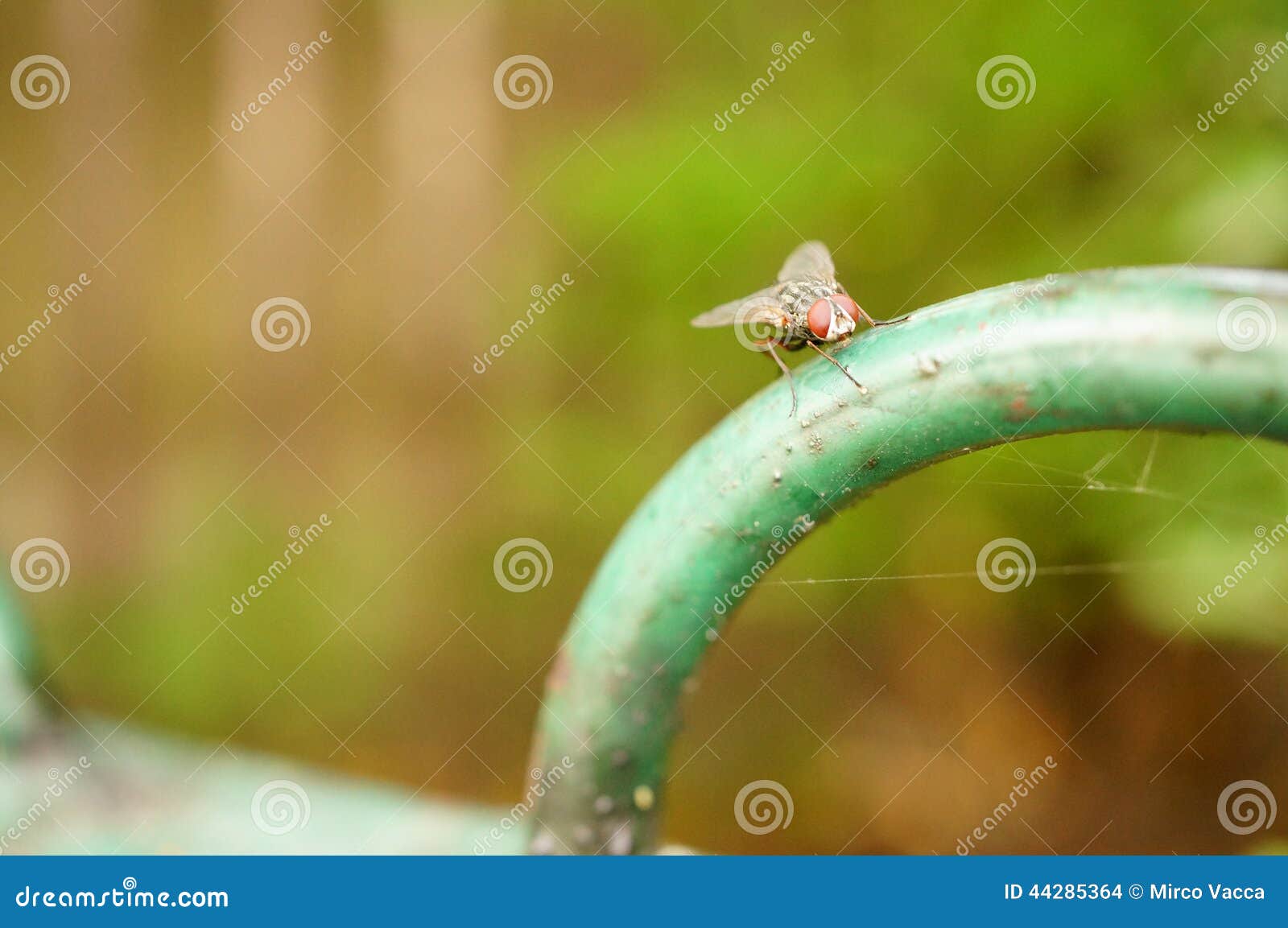 Sitting fly stock photo. Image of resting, sitting, metal - 44285364
