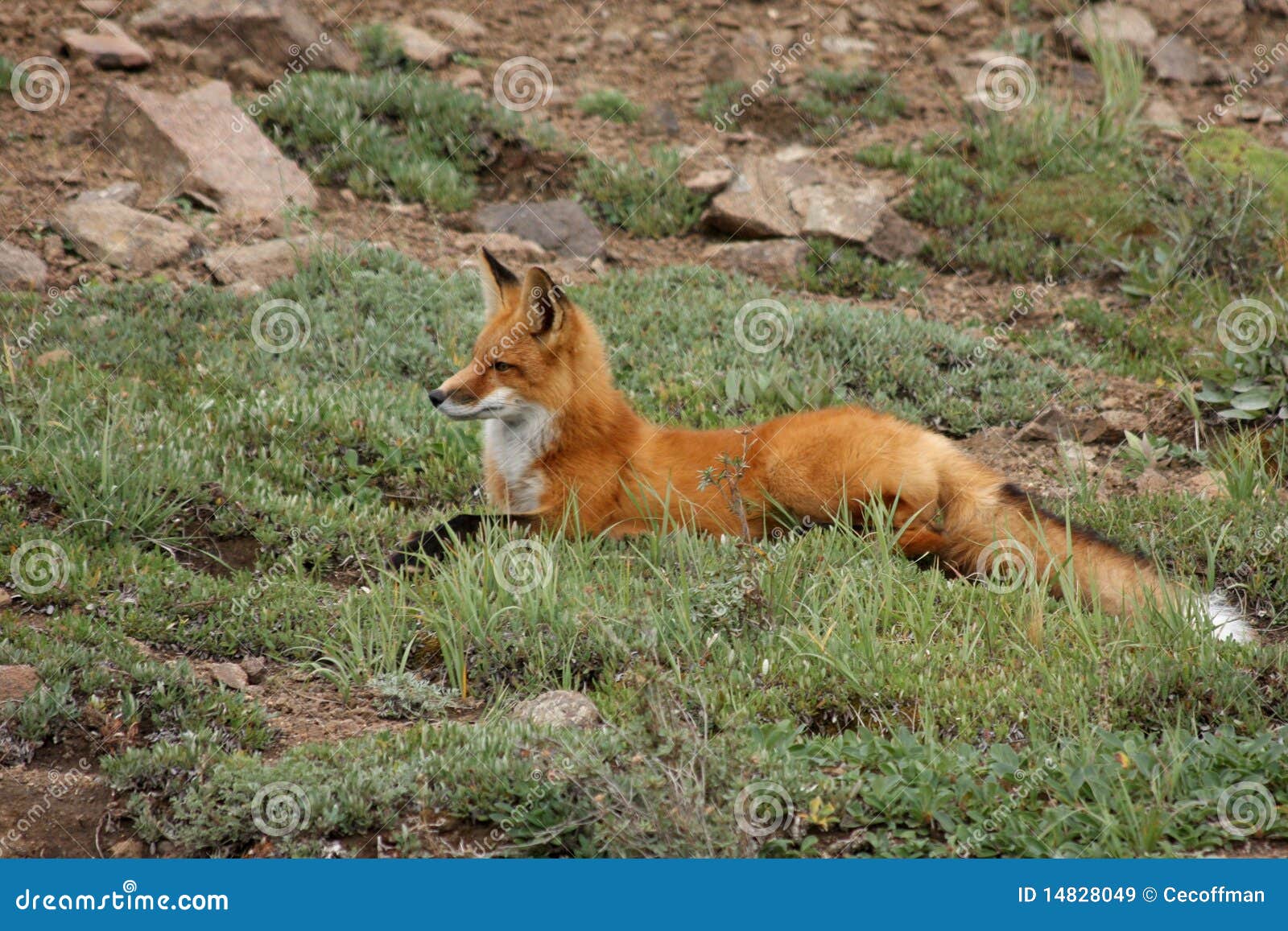 Sitting Fox Royalty Free Stock Images - Image: 14828049