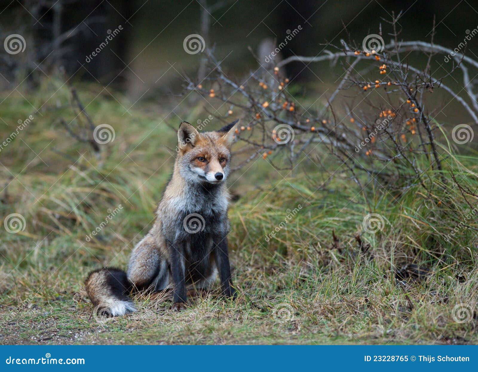 Sitting fox stock image. Image of animal, mammal, isles - 23228765
