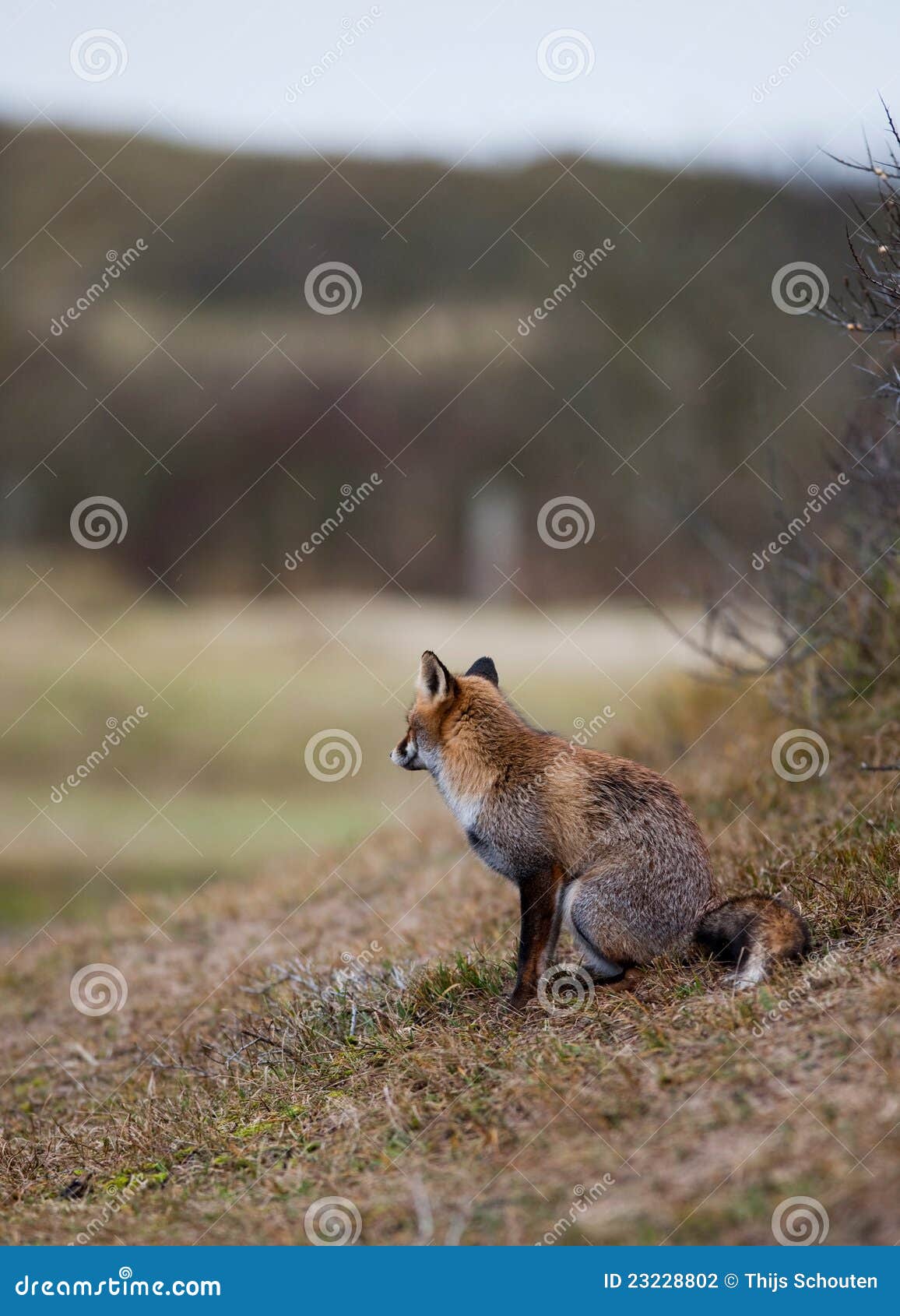Sitting fox stock photo. Image of head, coat, national - 23228802