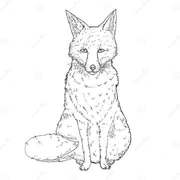 Sitting Fox. Front View. Vector Illustration Stock Vector ...