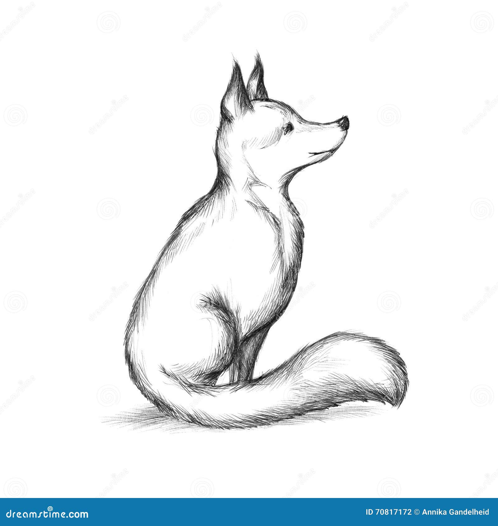 Fox Sitting Down Drawing