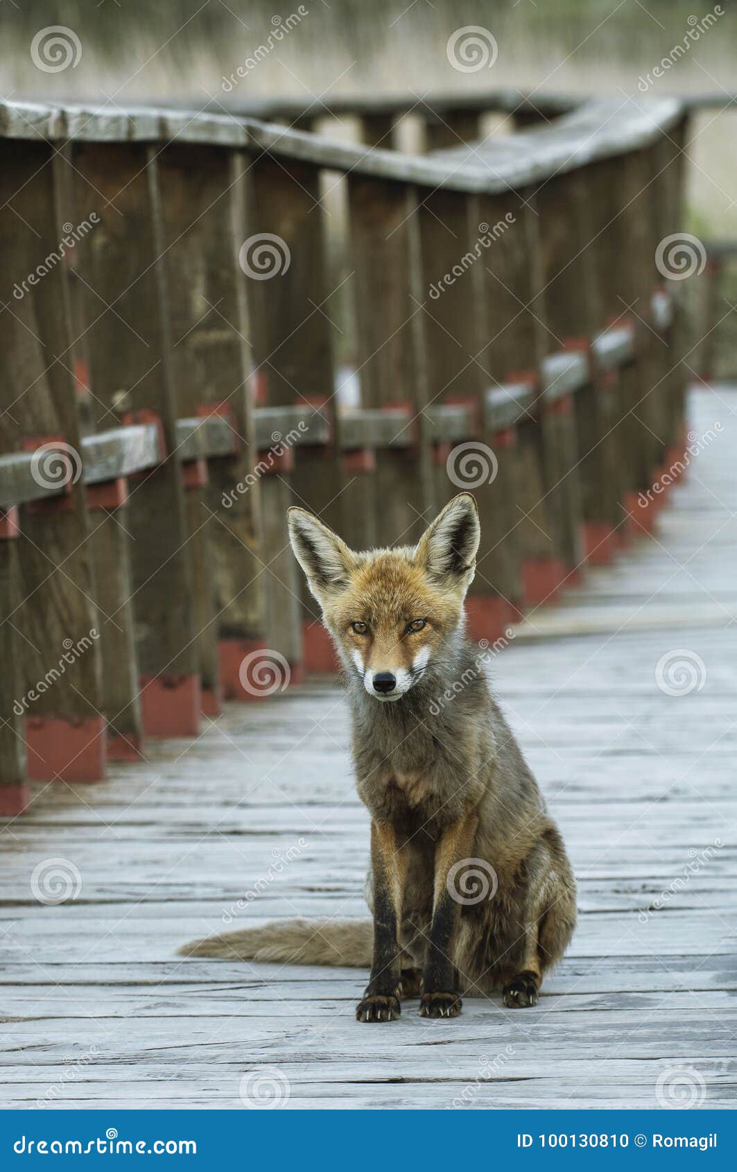 Sitting fox stock photo. Image of national, mammal, boardwalk - 100130810