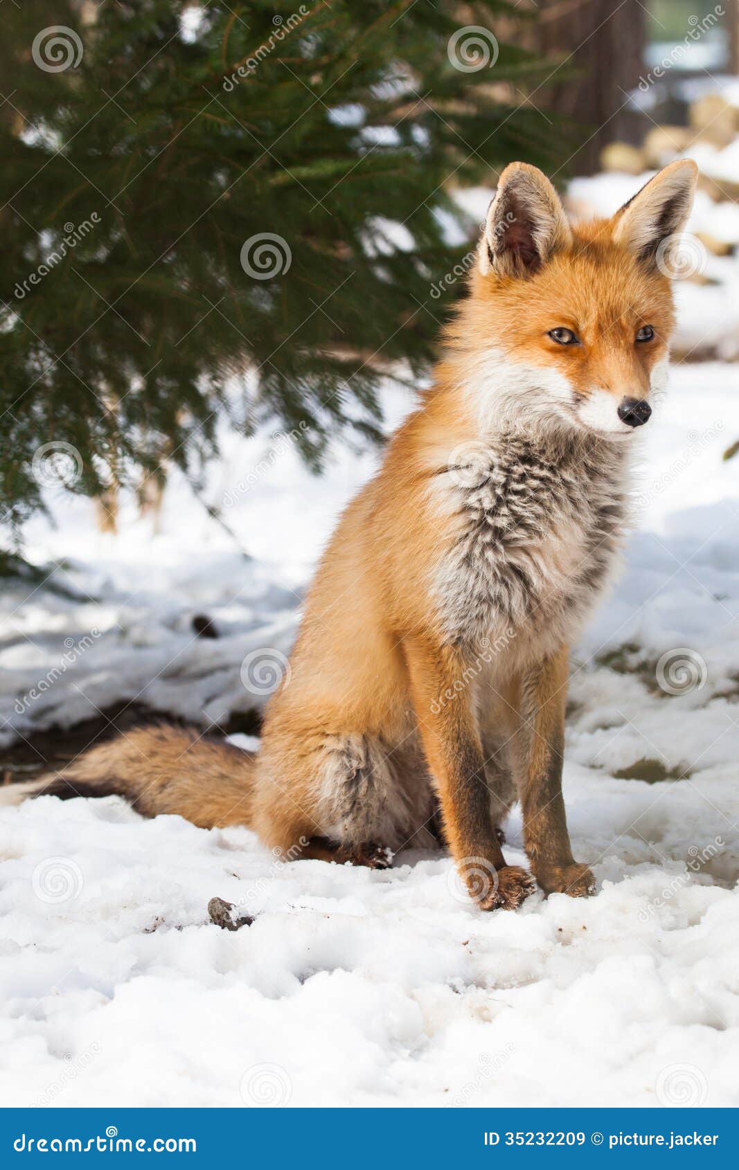 Sitting fox stock image. Image of cold, fauna, alert - 35232209
