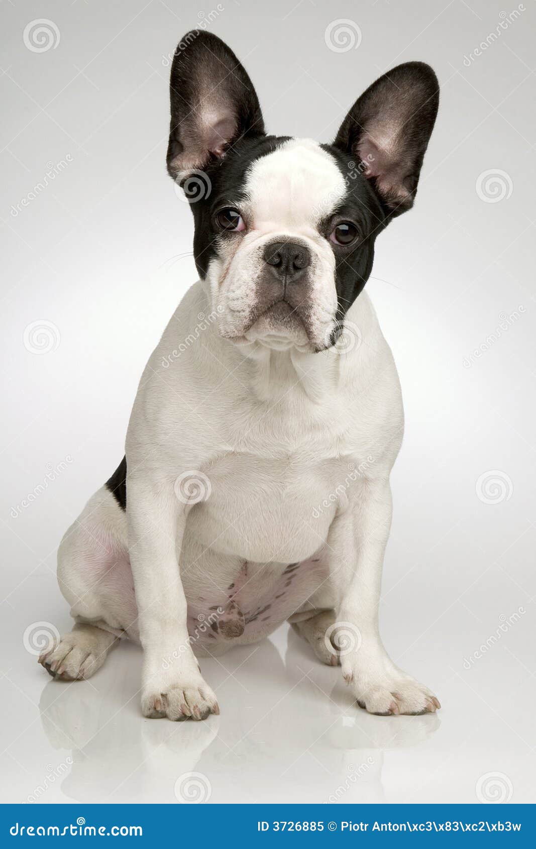 Sitting french bulldog stock image. Image of studio, nice - 3726885