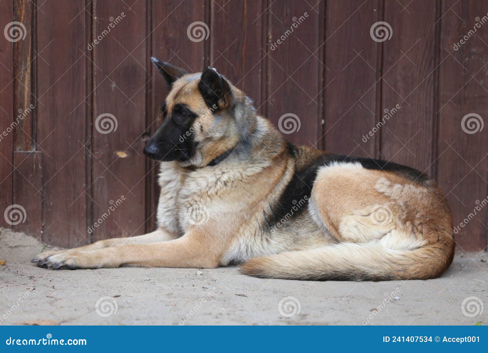 Sitting Friendly German Shepherd Dog Outdoors Stock Photo - Image of ...