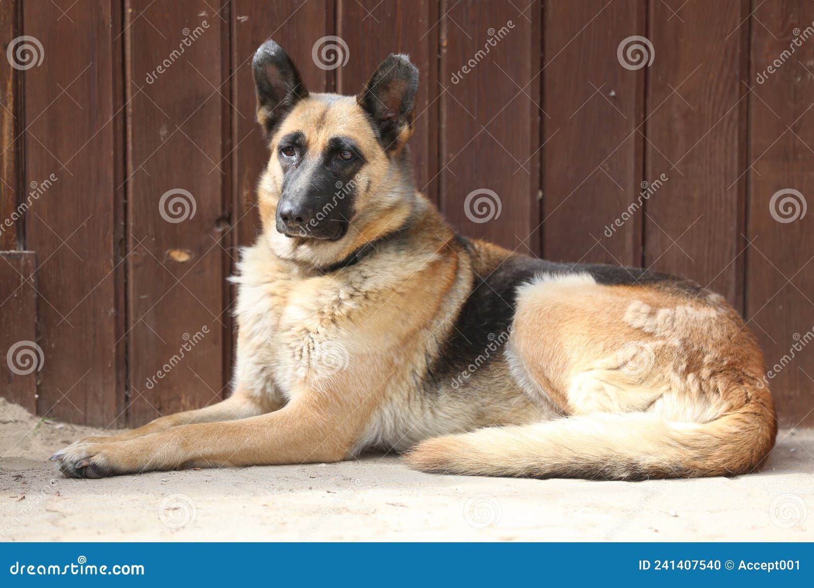 Sitting Friendly German Shepherd Dog Outdoors Stock Photo - Image of clever, darling: 241407540