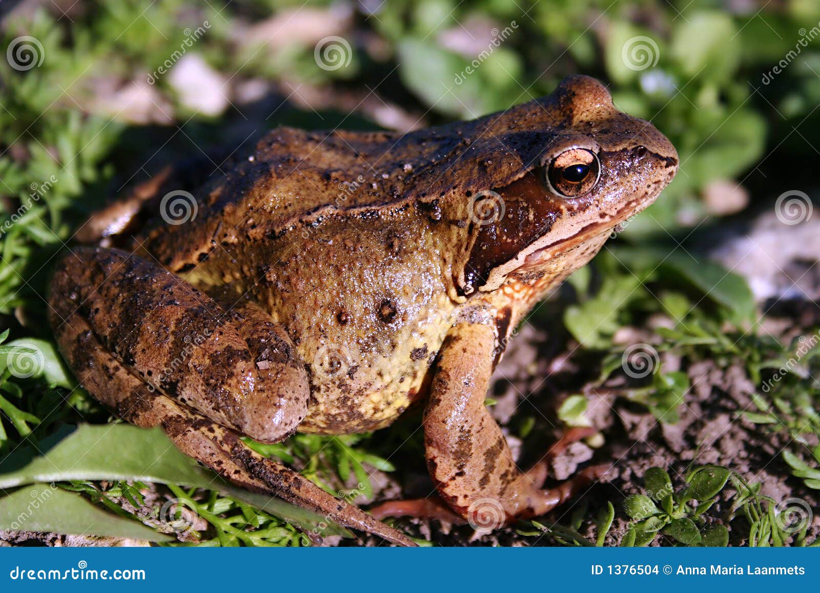 Sitting Frog Picture. Image: 1376504