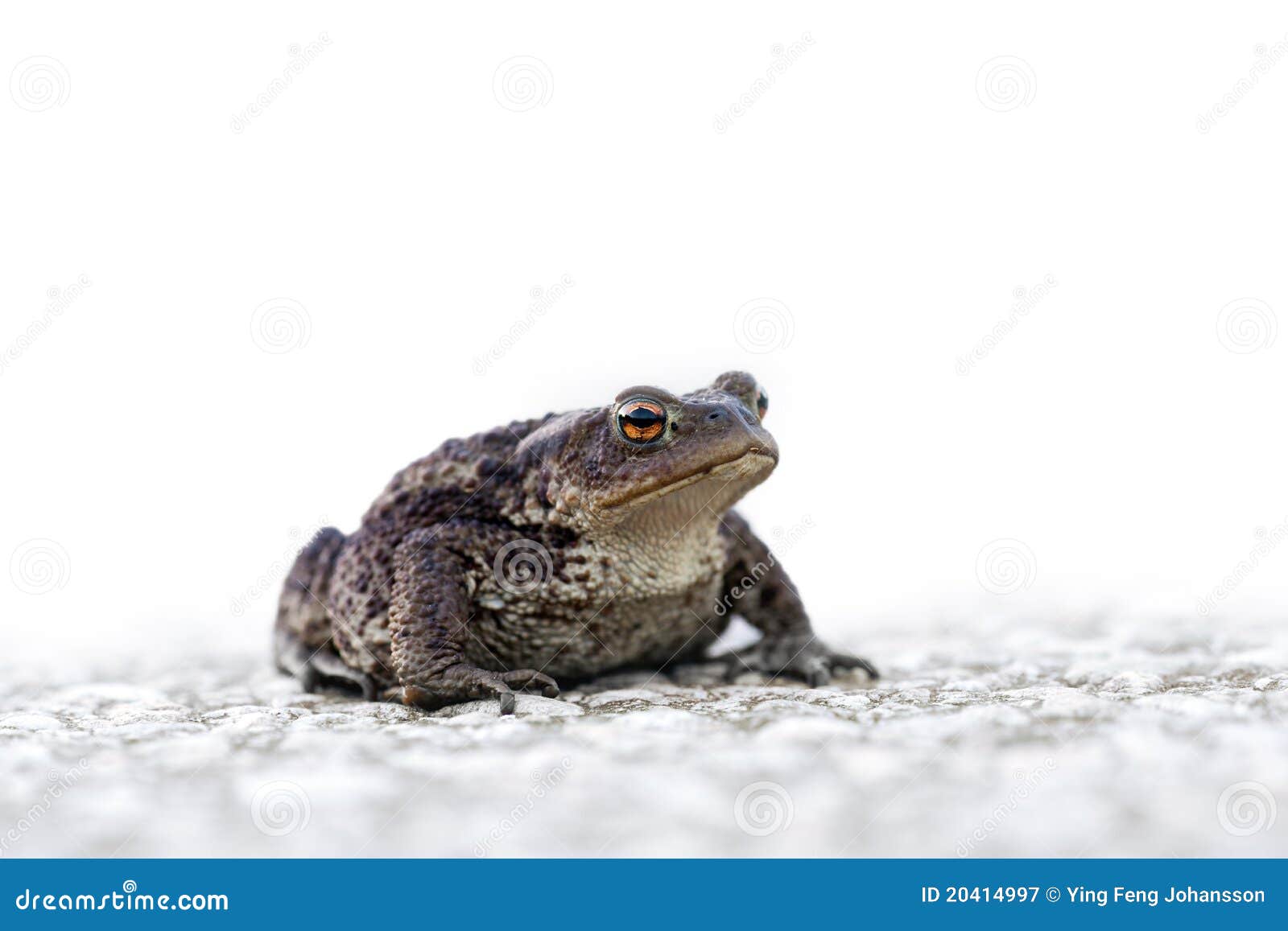 Sitting frog stock image. Image of close, toad, staring - 20414997