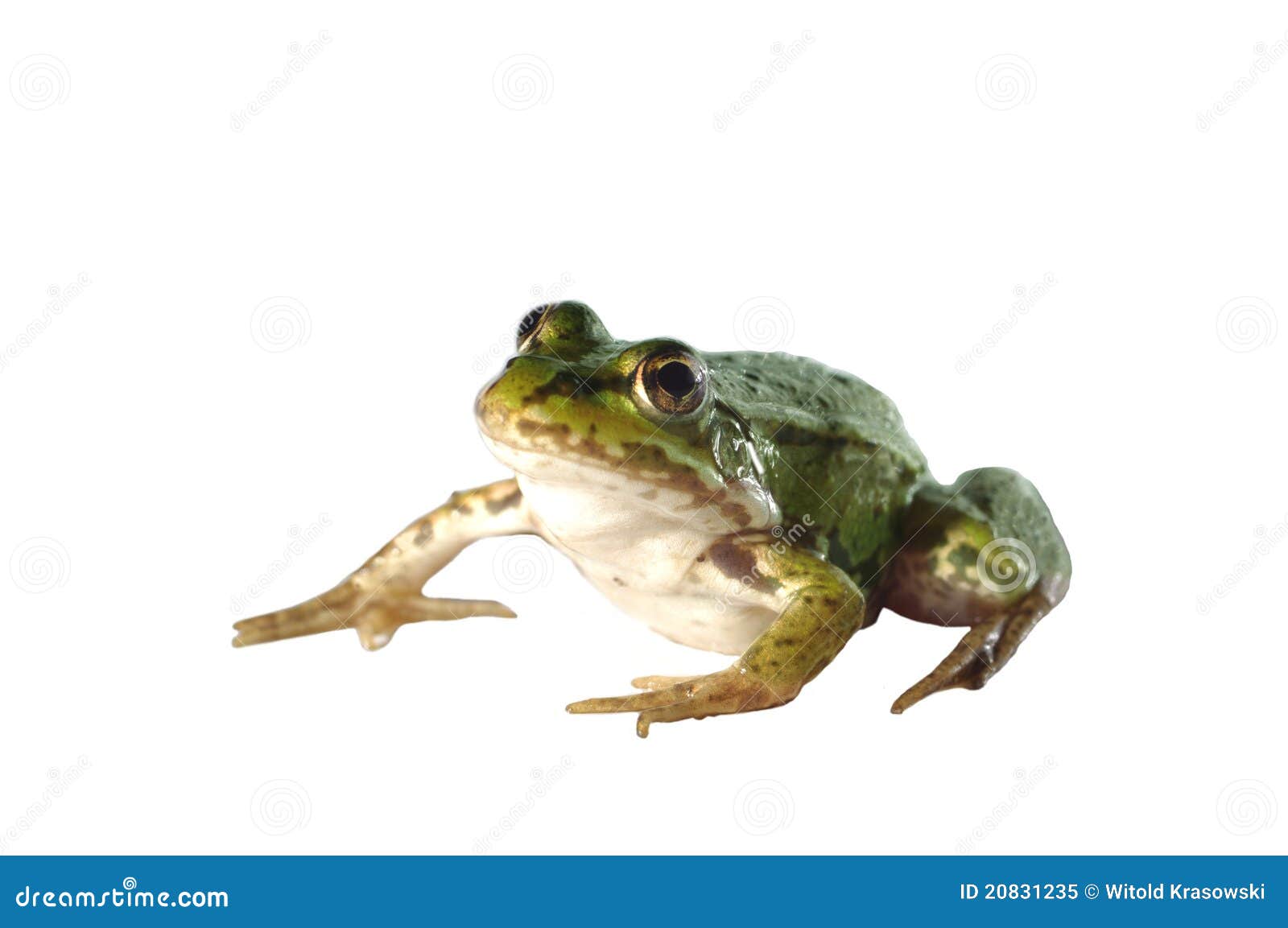 15,759 Sitting Frog Stock Photos - Free & Royalty-Free Stock Photos ...