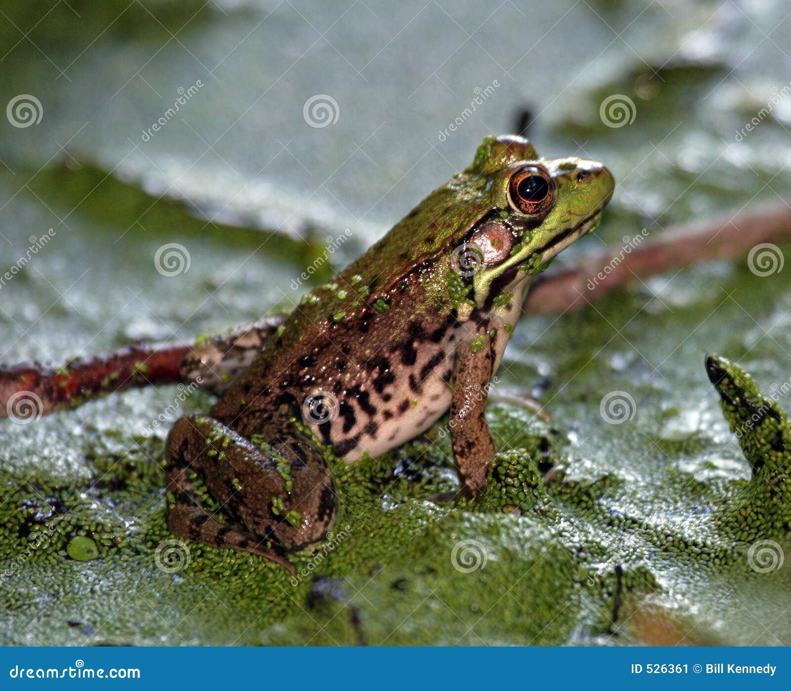 Sitting Frog stock image. Image of swim, prince, slime - 526361