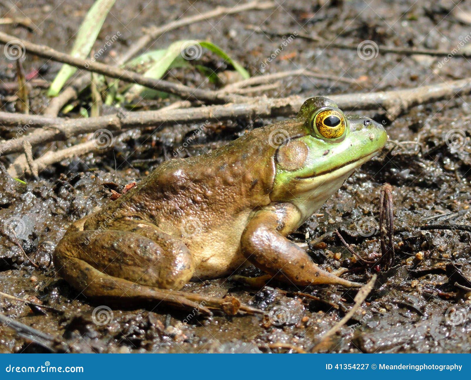 Sitting Frog stock image. Image of sitting, frog, amphibian - 41354227
