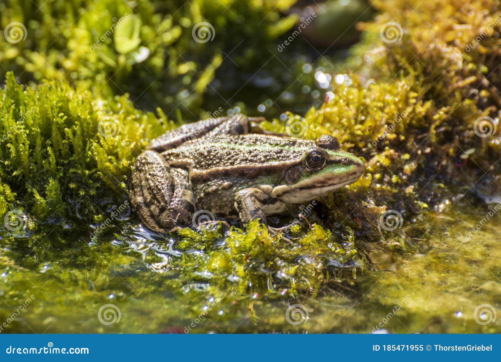Sitting frog in nature stock image. Image of outdoors - 185471955
