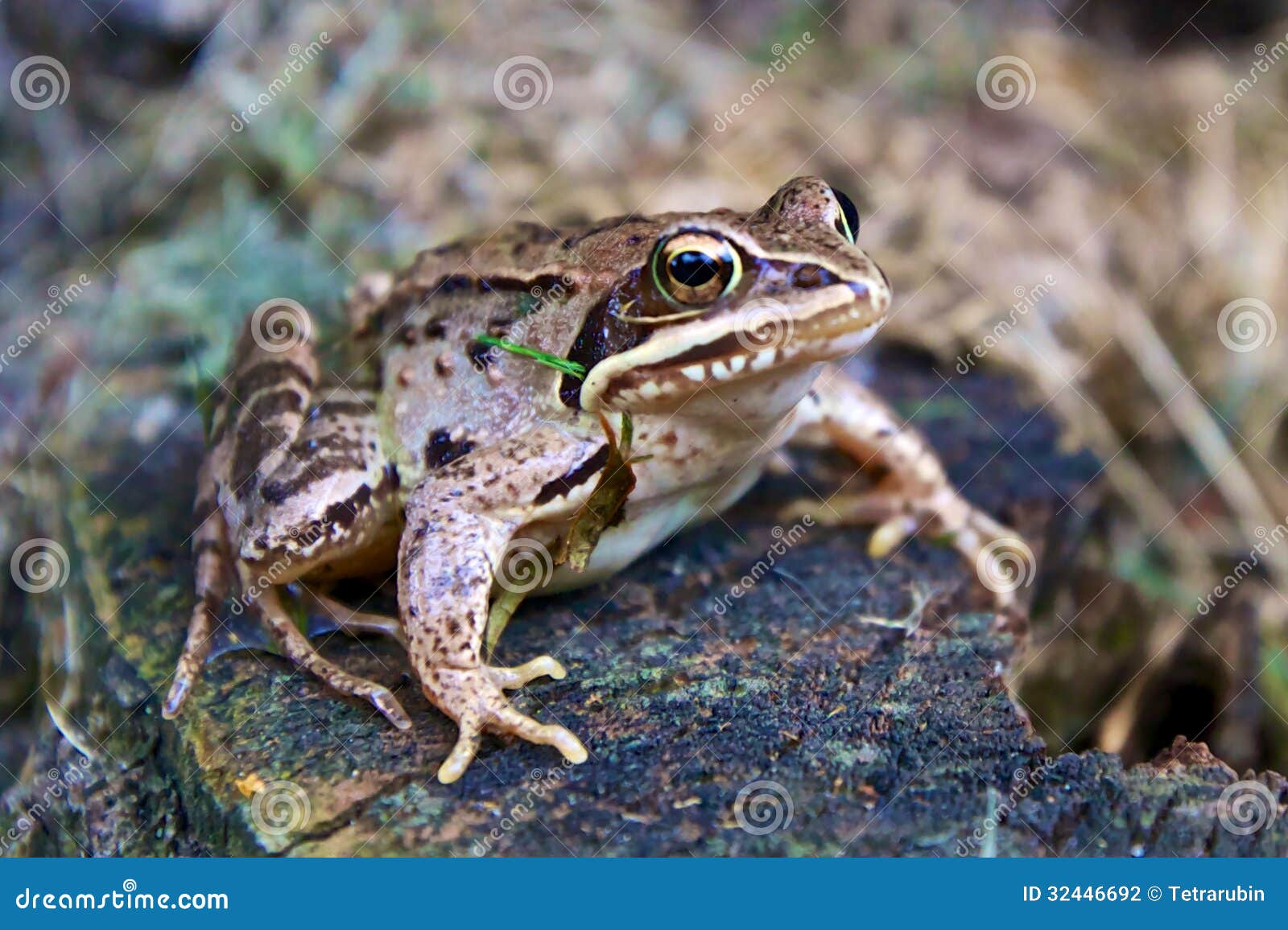 Sitting frog stock photo. Image of beauty, endangered - 32446692