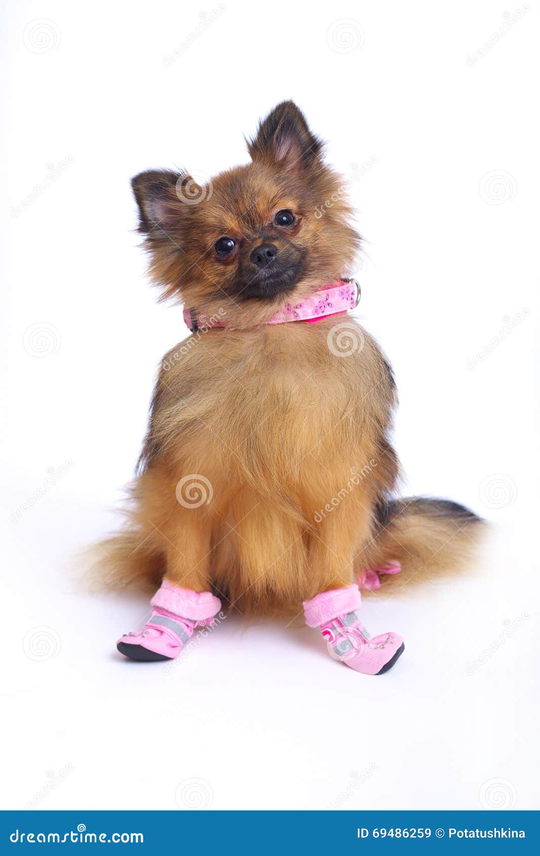 Sitting German Spitz in Shoes Stock Image - Image of shod, playful ...
