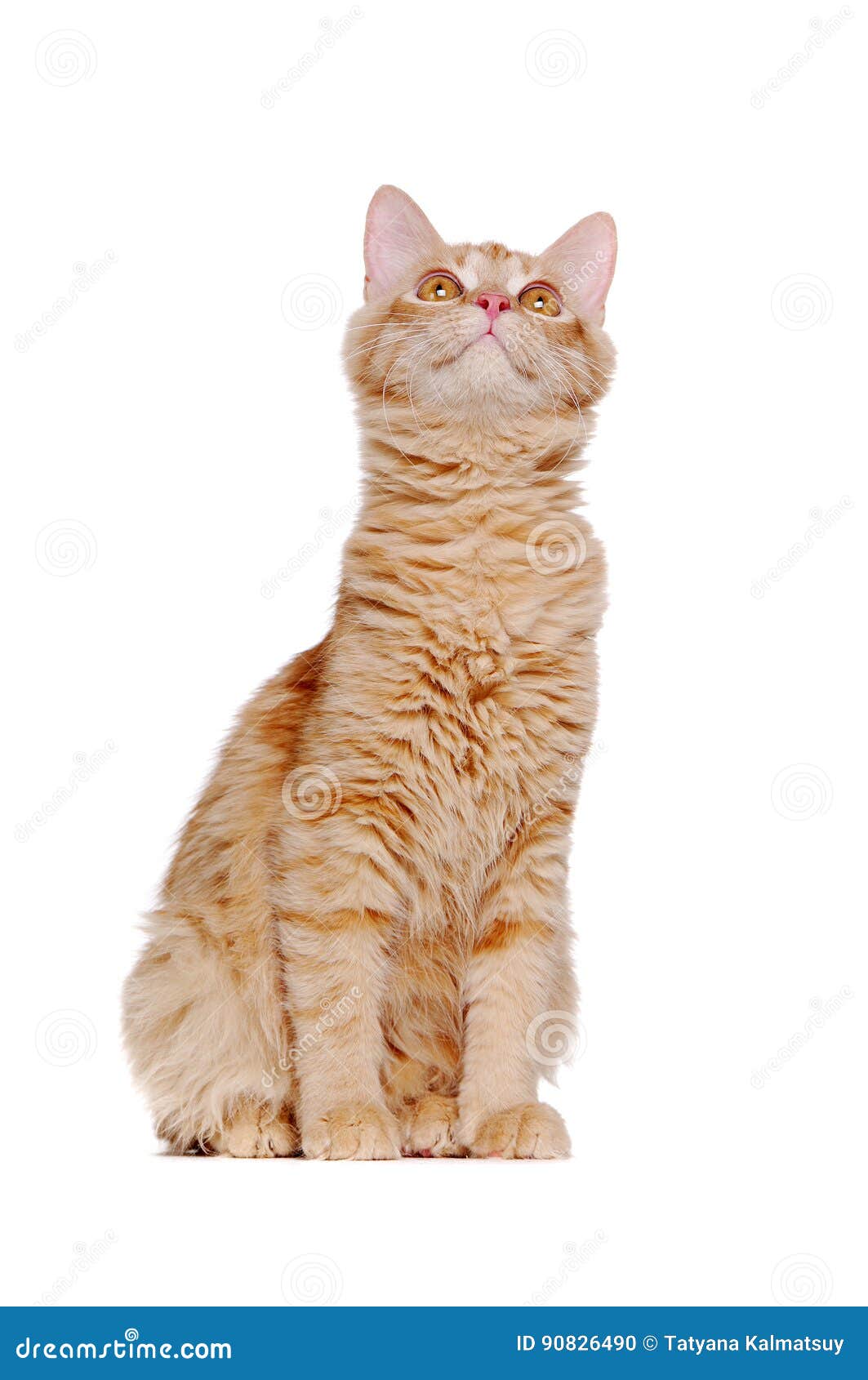 Sitting Ginger Cat Looking Up Stock Photo - Image of fluffy, ginger ...