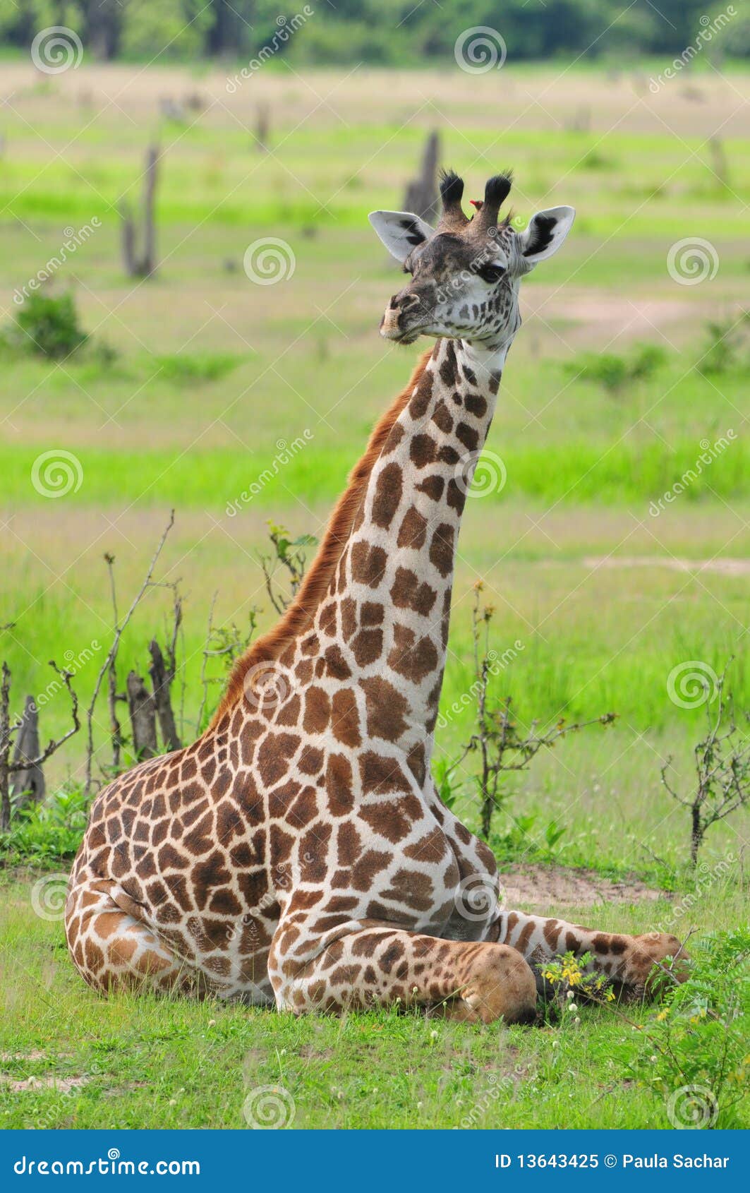 Sitting Giraffe Royalty-Free Stock Photo | CartoonDealer.com #32403447