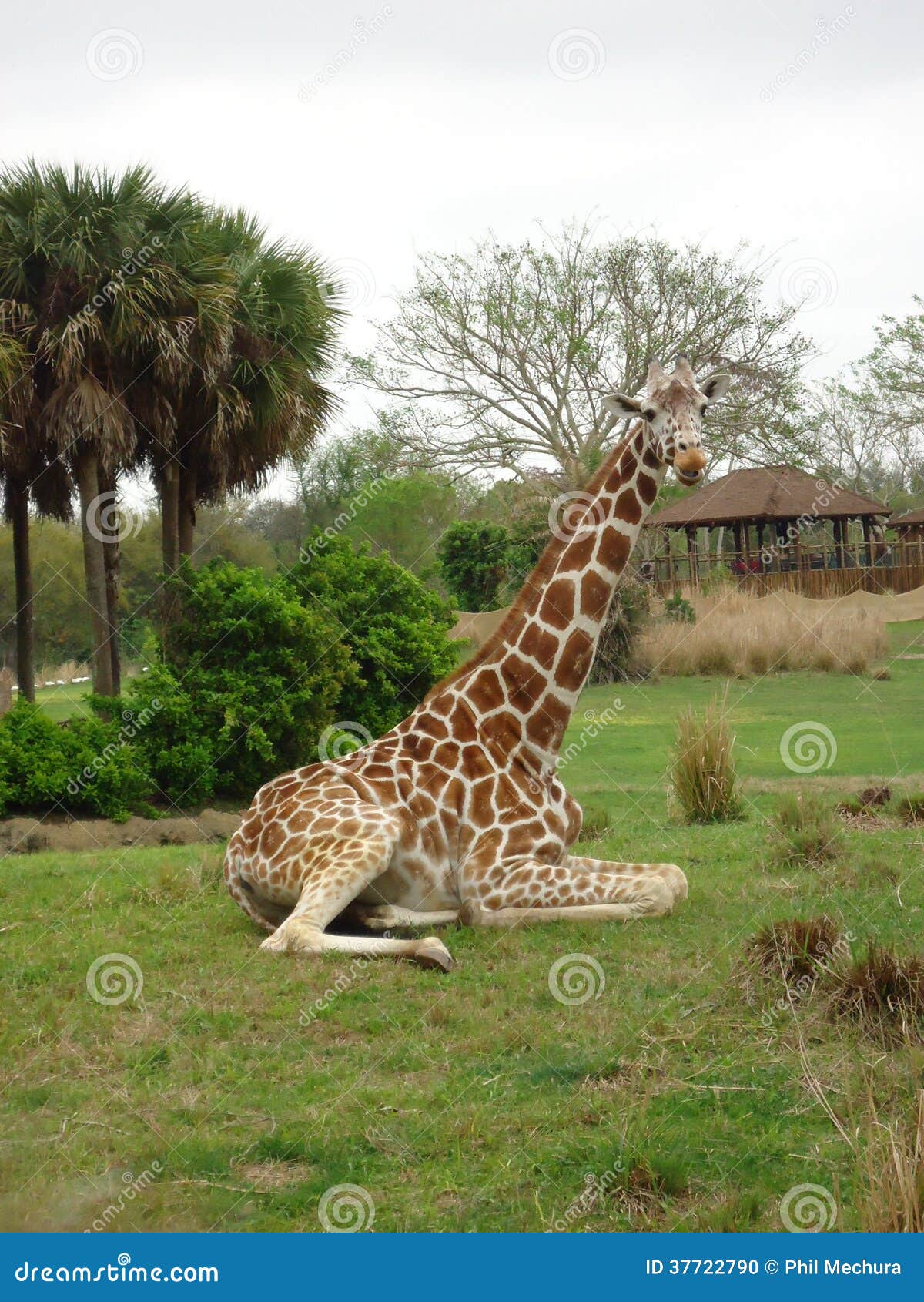 Sitting Giraffe stock photo. Image of neck, giraffe, staring - 37722790