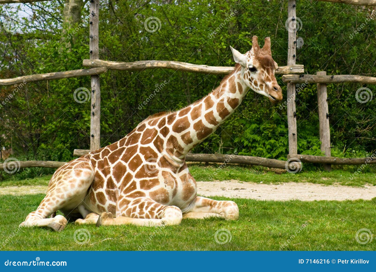 Sitting giraffe stock photo. Image of wild, wildlife, nature - 7146216