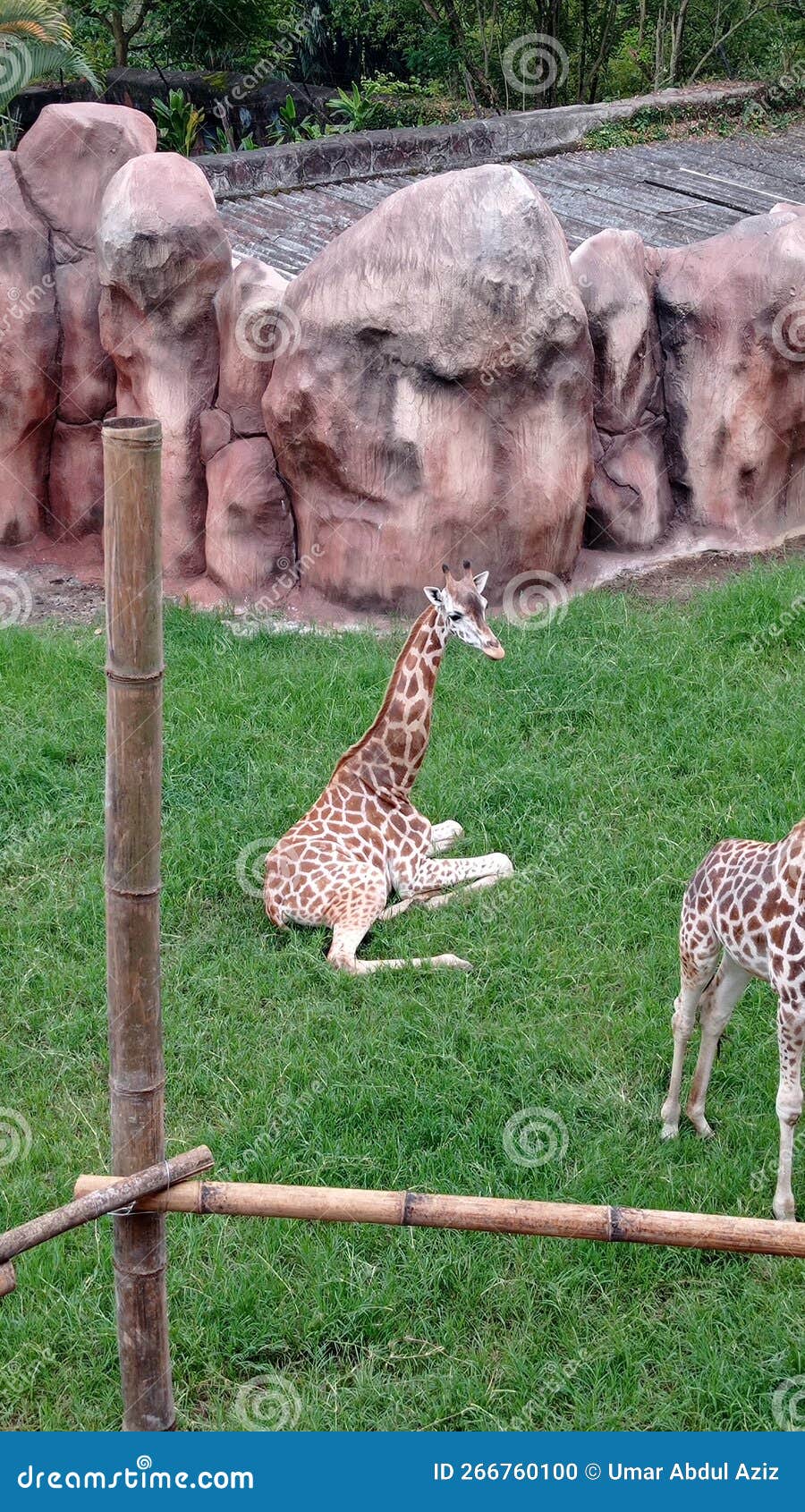Sitting Giraffe on Green Grass at the Zoo Stock Photo - Image of grass ...
