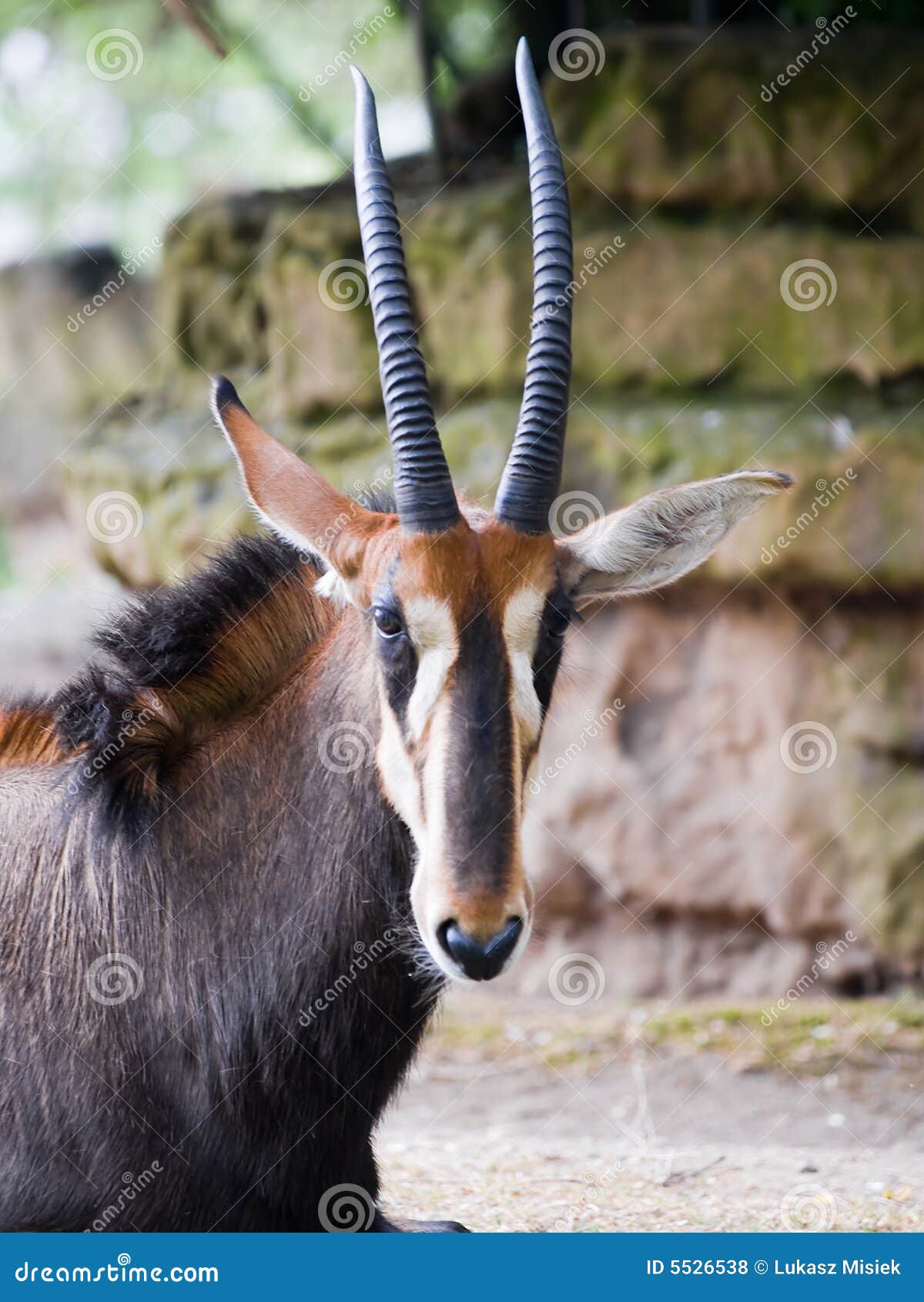 Sitting Goat Picture. Image: 5526538