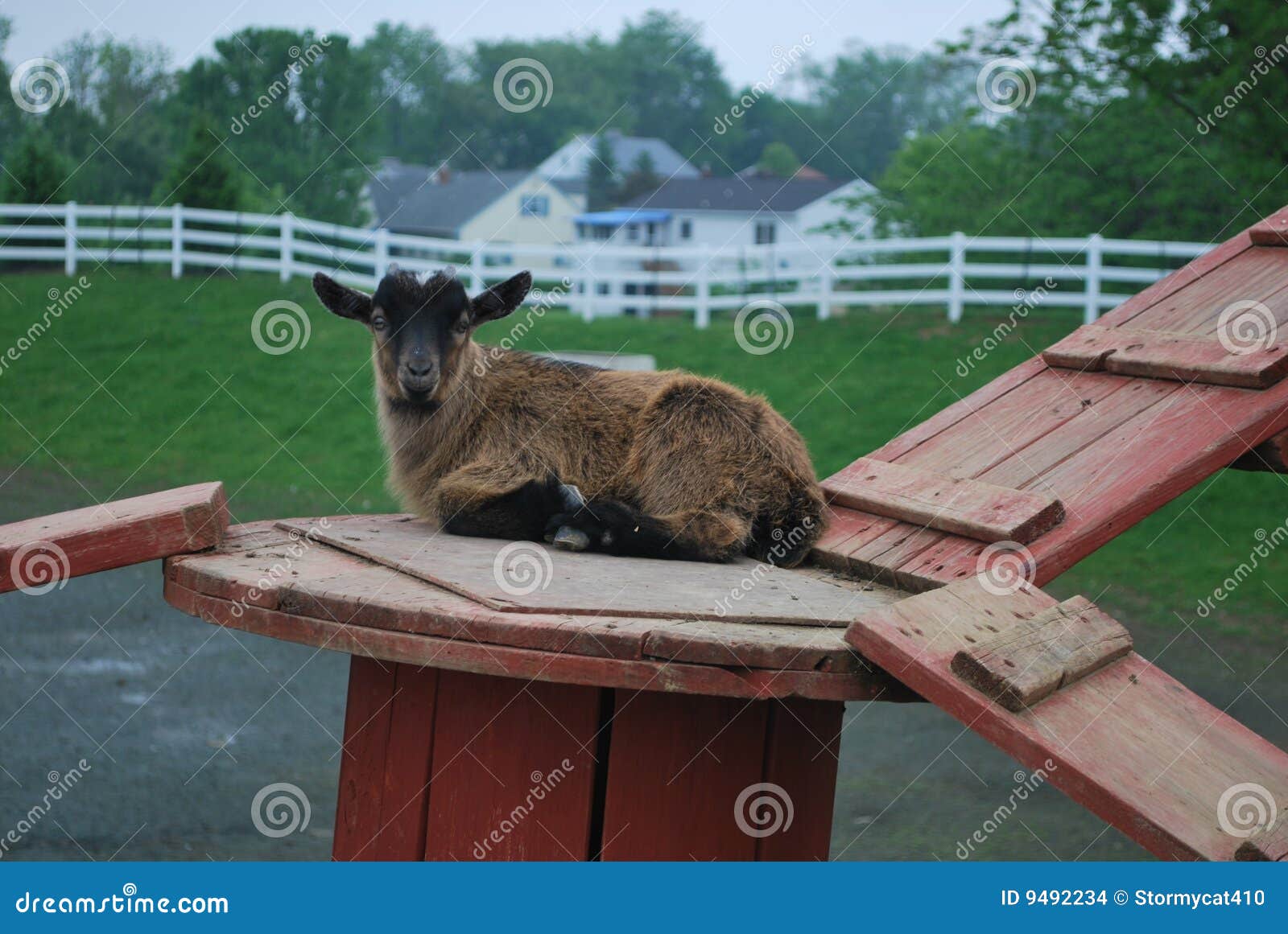 Sitting goat stock photo. Image of nature, animals, animal - 9492234