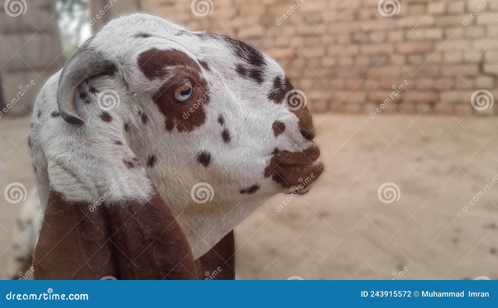 Sitting Goat Headshot on Blur Background Stock Photo - Image of altar ...