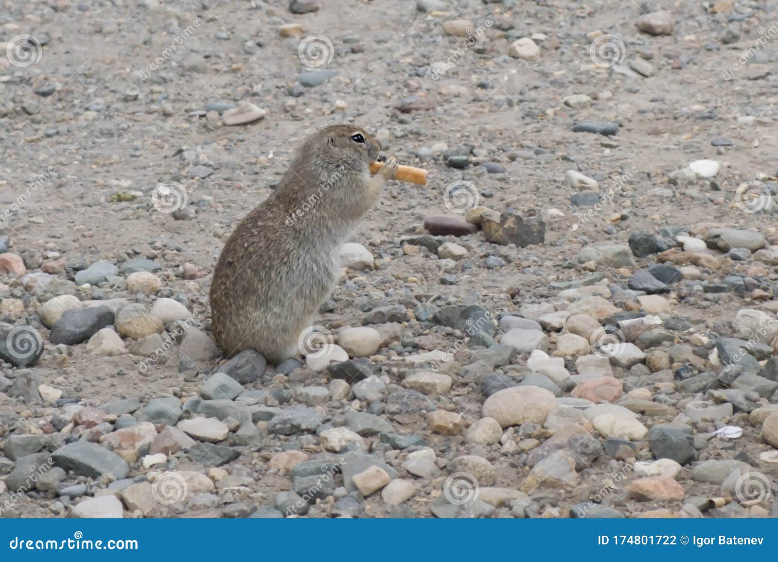 A Sitting Gopher Holds a Piece of Bread in Its Paws. Stock Photo ...