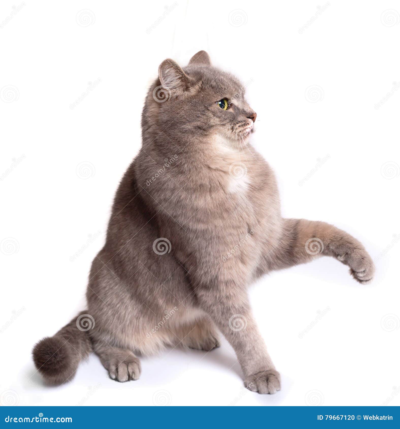 The Sitting Gray Cat Was Going To Be Protected Stock Photo - Image of ...