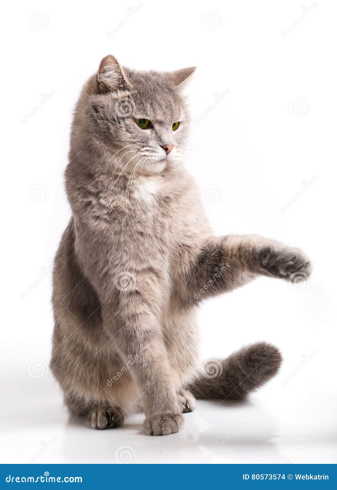 The Sitting Gray Cat Was Going To Be Protected Stock Photo - Image of ...