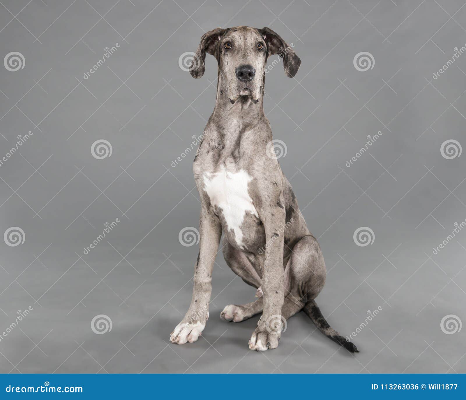 Sitting gray dog in studio stock photo. Image of greyhound - 113263036