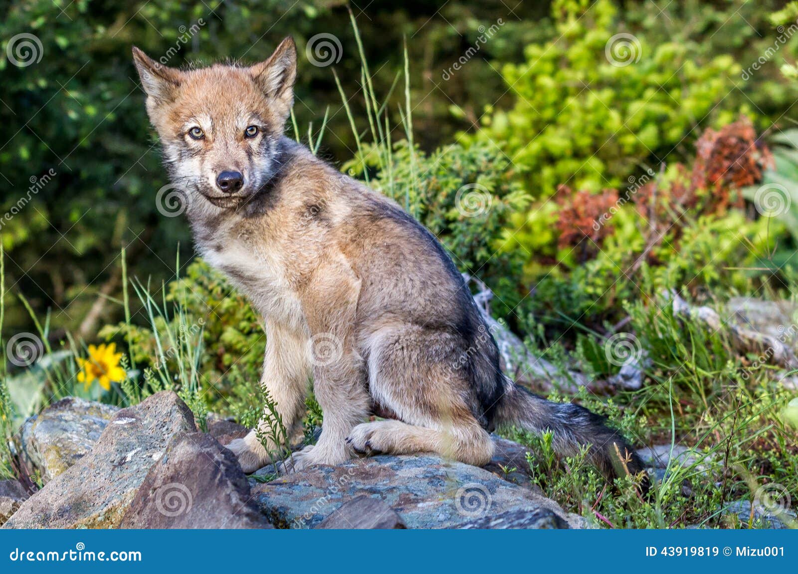 Sitting Gray Wolf Pup stock image. Image of animal, nature - 43919819