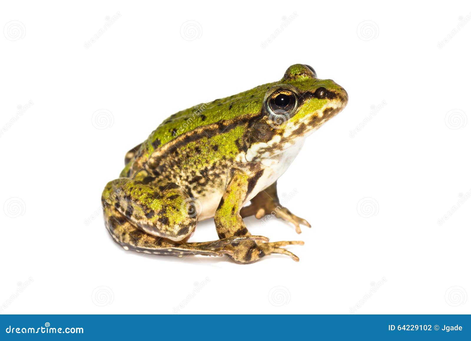 Sitting green frog stock photo. Image of detail, endangered - 64229102