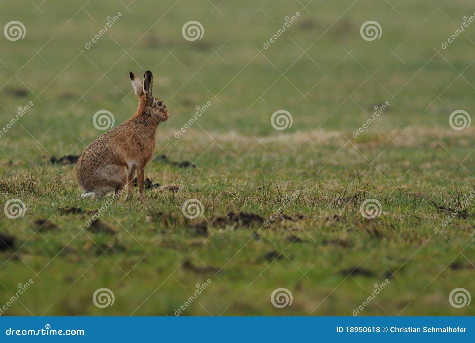 Sitting Hare stock photo. Image of europaeus, wildlife - 18950618